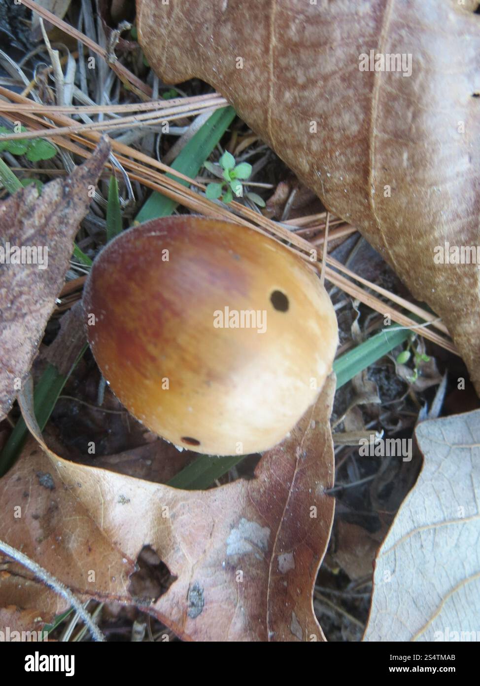 Nut and Acorn Weevils (Curculio Stock Photo - Alamy