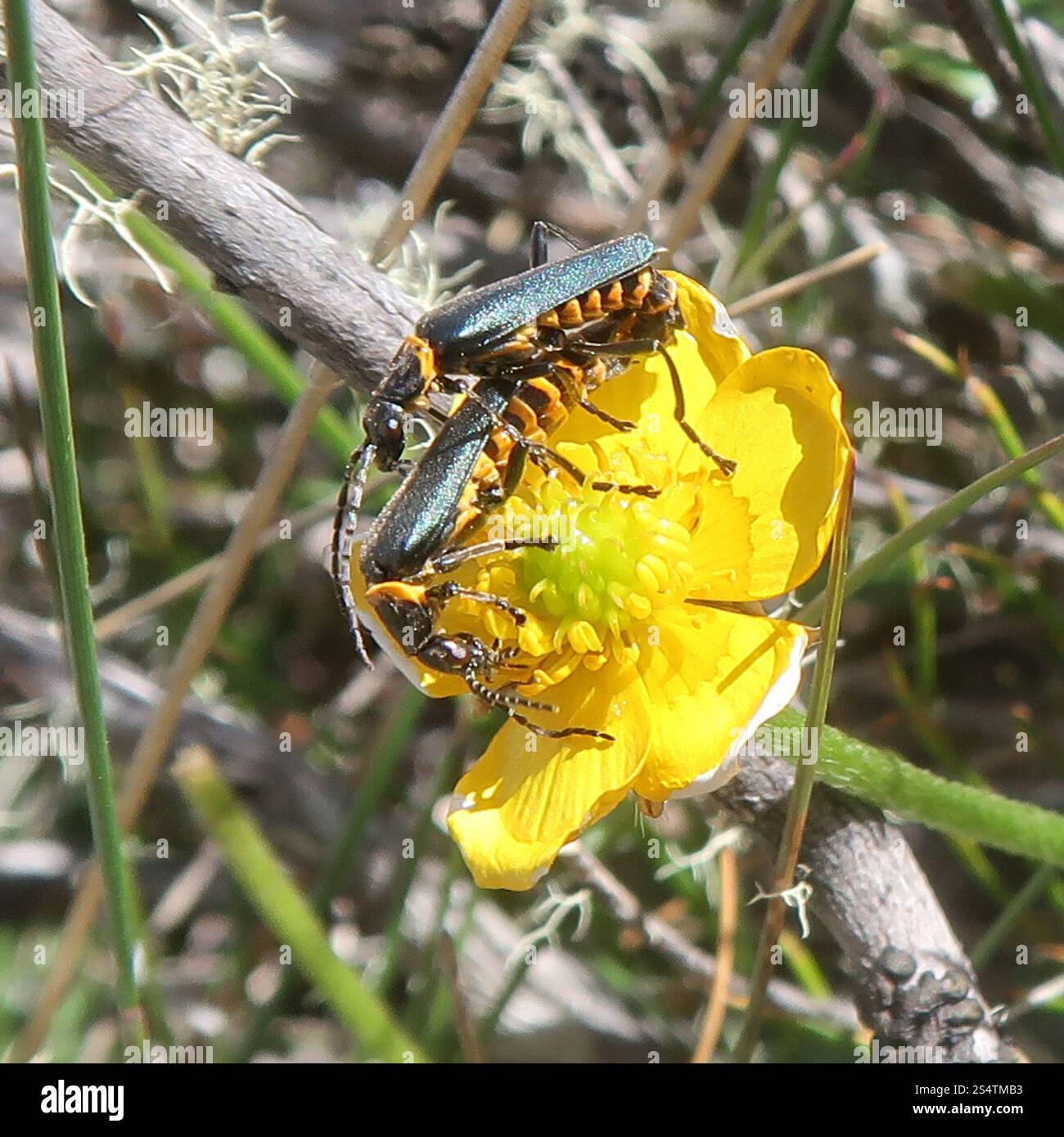 Plague Soldier Beetle (Chauliognathus lugubris Stock Photo - Alamy