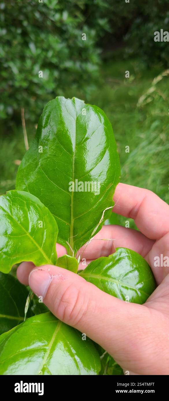 Taupata (Coprosma repens Stock Photo - Alamy