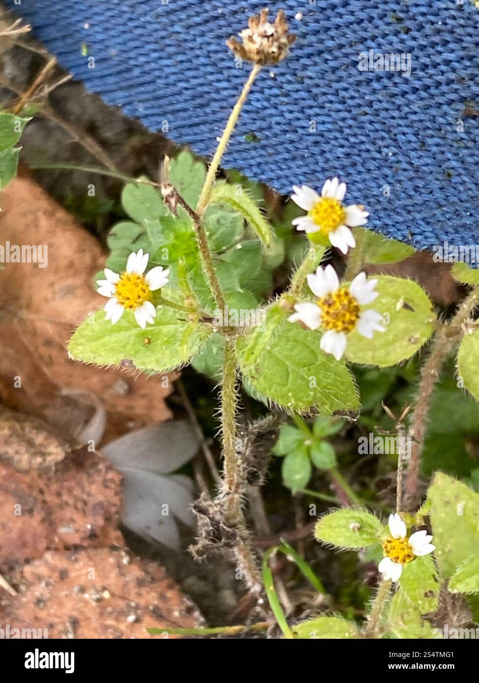 shaggy soldier (Galinsoga quadriradiata Stock Photo - Alamy