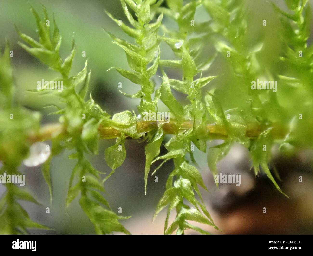 Common Feather-moss (Kindbergia praelonga Stock Photo - Alamy