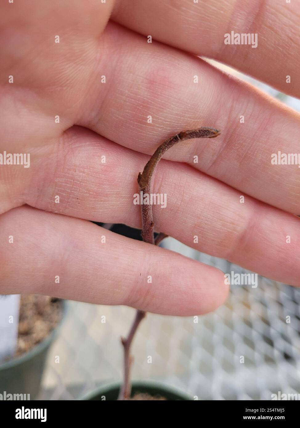 Blueberry Tip Borer Moth (Hendecaneura shawiana Stock Photo - Alamy