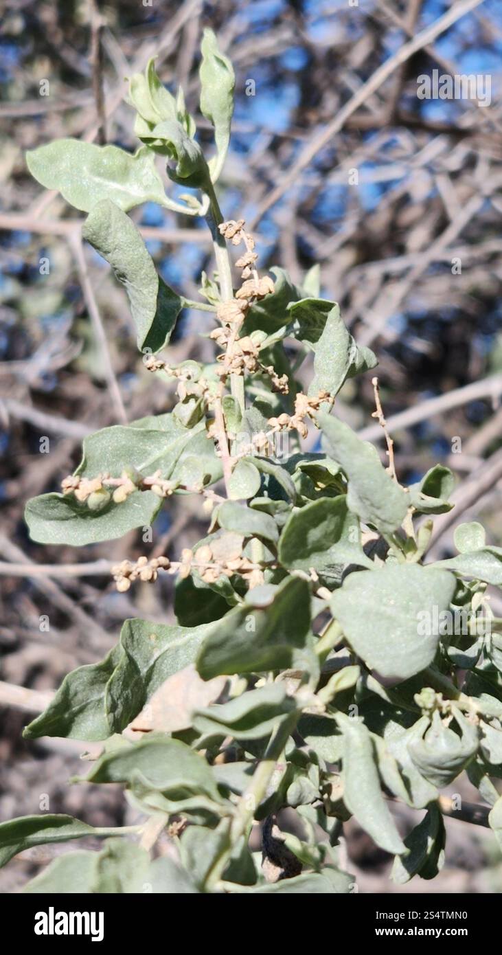 big saltbush (Atriplex lentiformis Stock Photo - Alamy