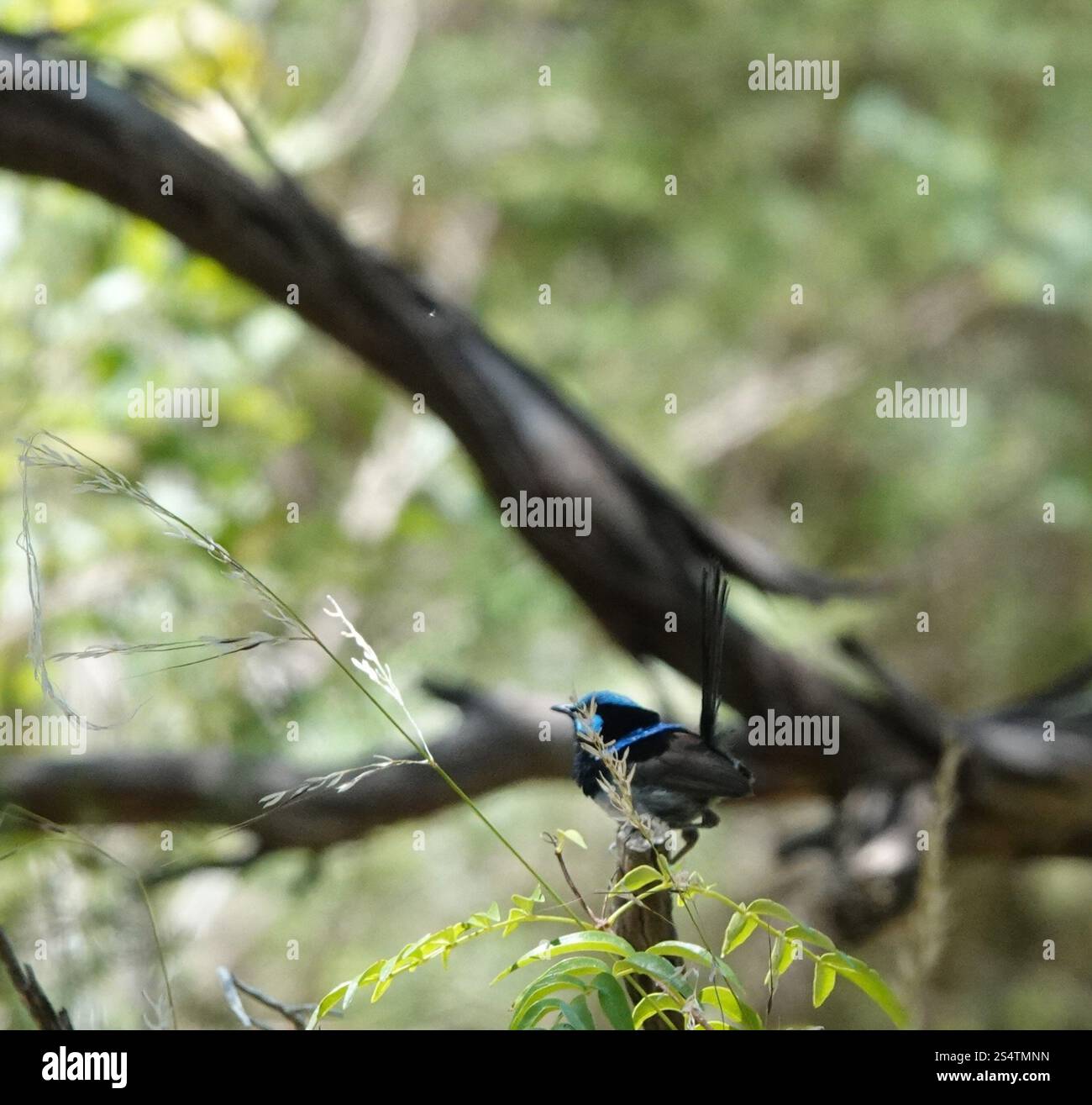 Superb Fairywren (Malurus cyaneus Stock Photo - Alamy