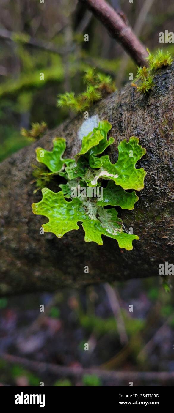 Tree Lungwort (Lobaria pulmonaria Stock Photo - Alamy