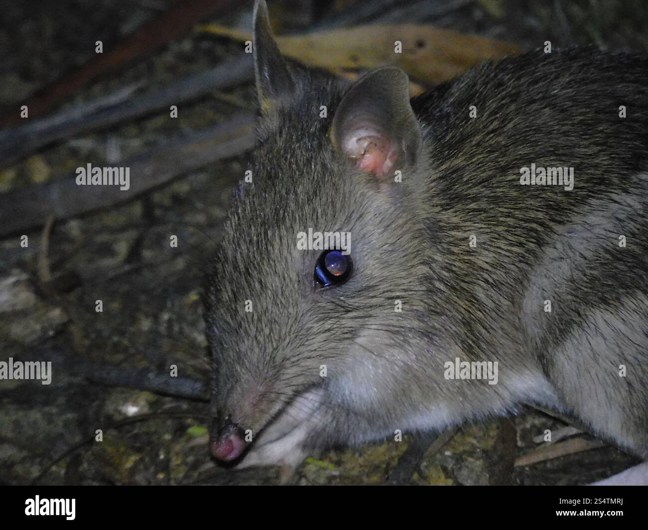 Eastern Barred Bandicoot (Perameles gunnii Stock Photo - Alamy