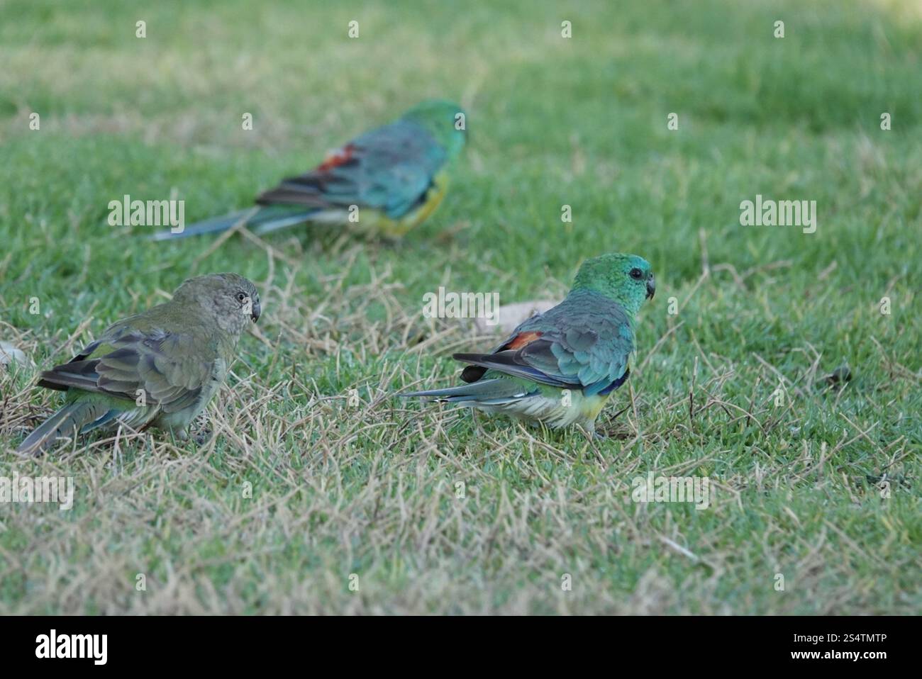 Red-rumped Parrot (Psephotus haematonotus Stock Photo - Alamy
