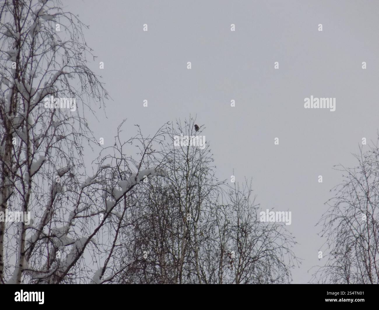 Eurasian Bullfinch (Pyrrhula pyrrhula Stock Photo - Alamy