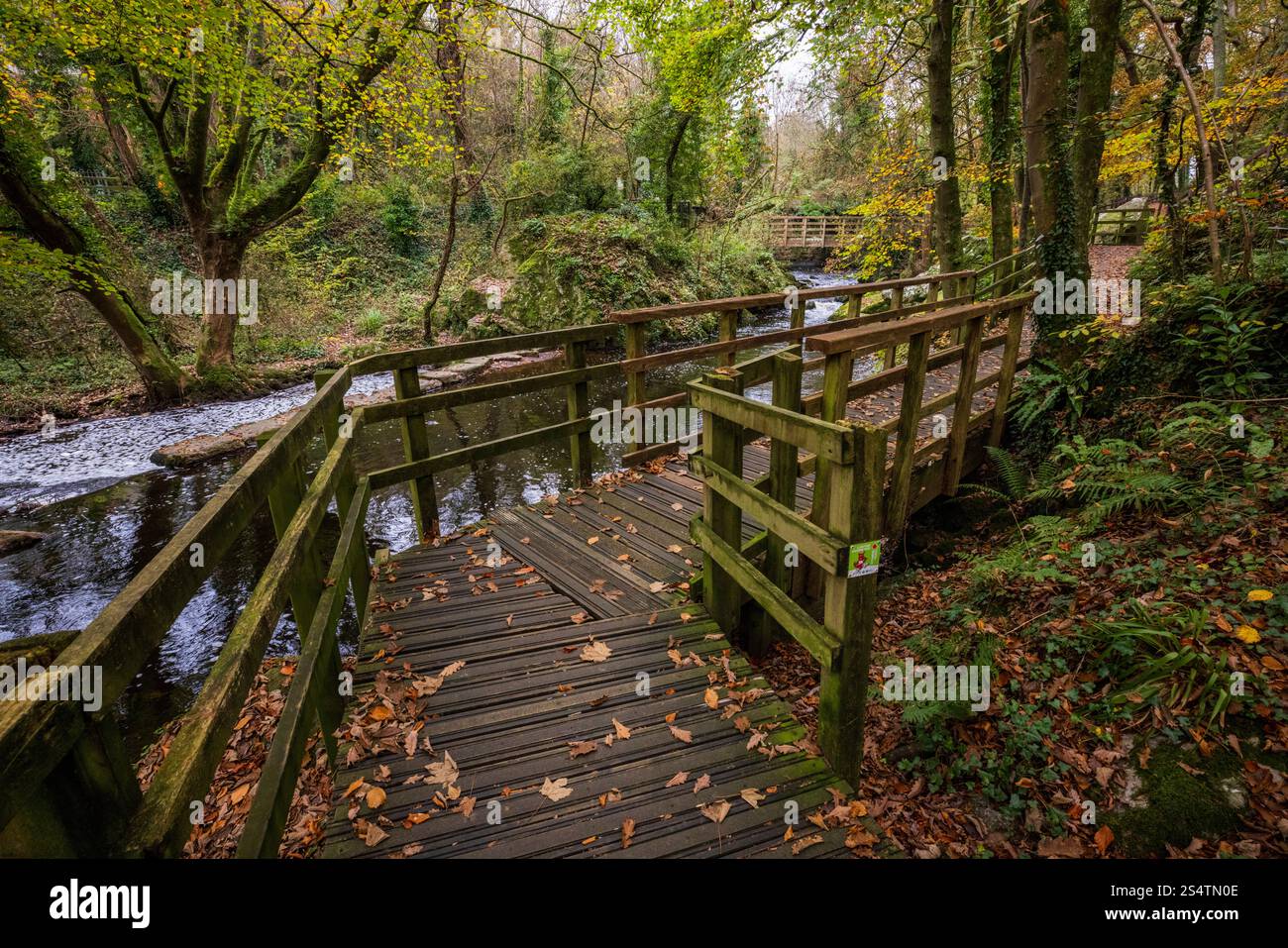 The boardwalk along Afon Cefni at “The Dingle” Nature Reserve ...