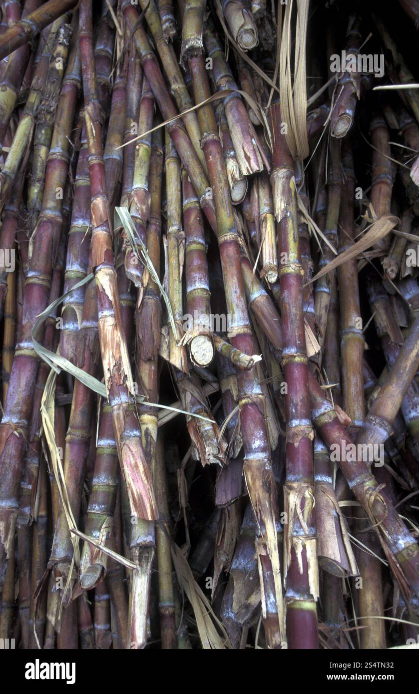 a zugar plantation in the village of Ribeira Grande on the Island of ...
