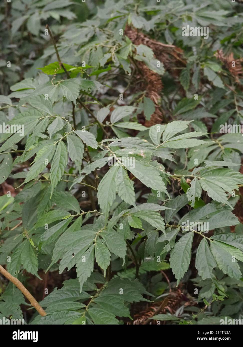 Large lineolate Elatostema (Elatostema lineolatum Stock Photo - Alamy