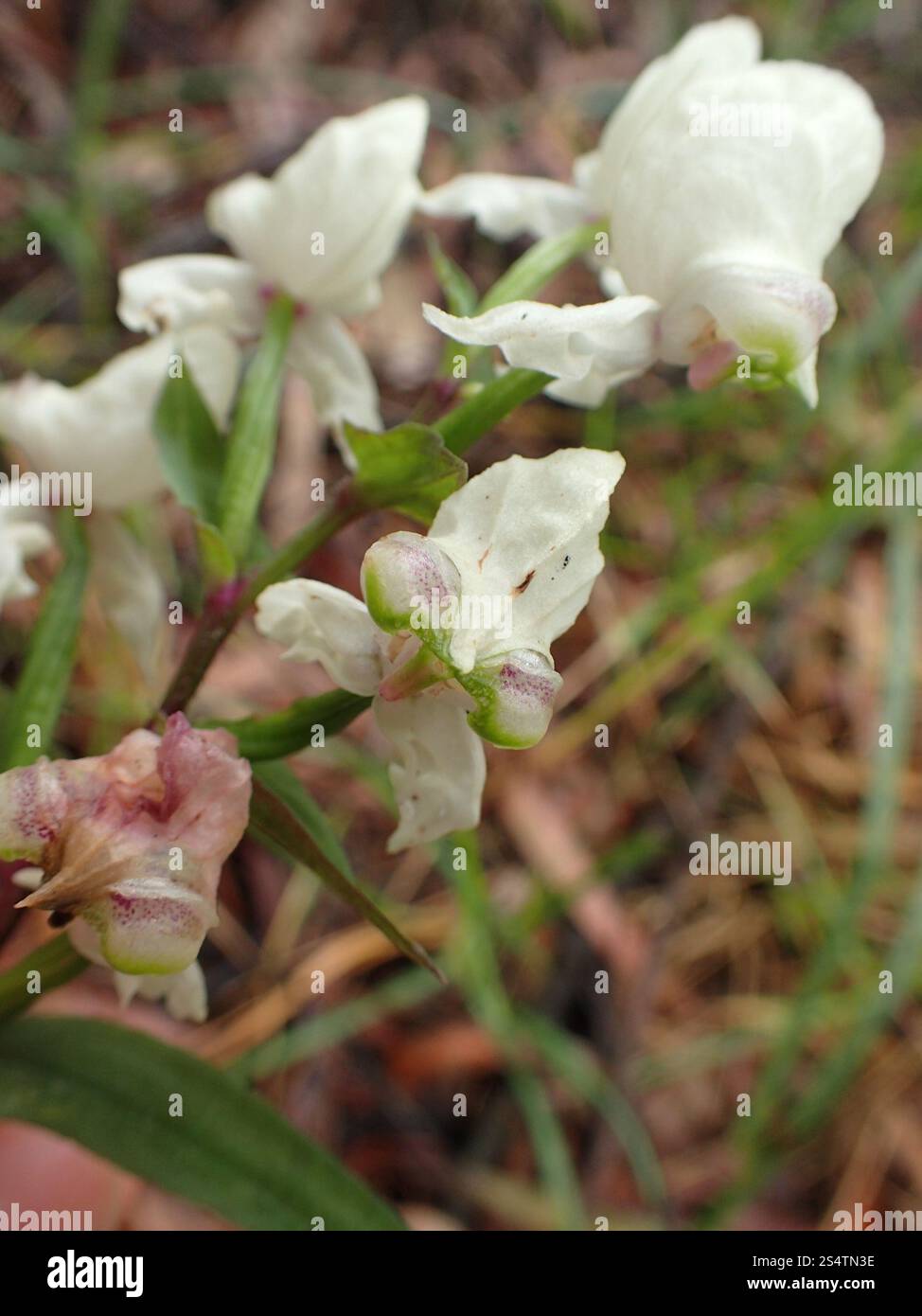 Fanny Kappie (Disperis fanniniae Stock Photo - Alamy