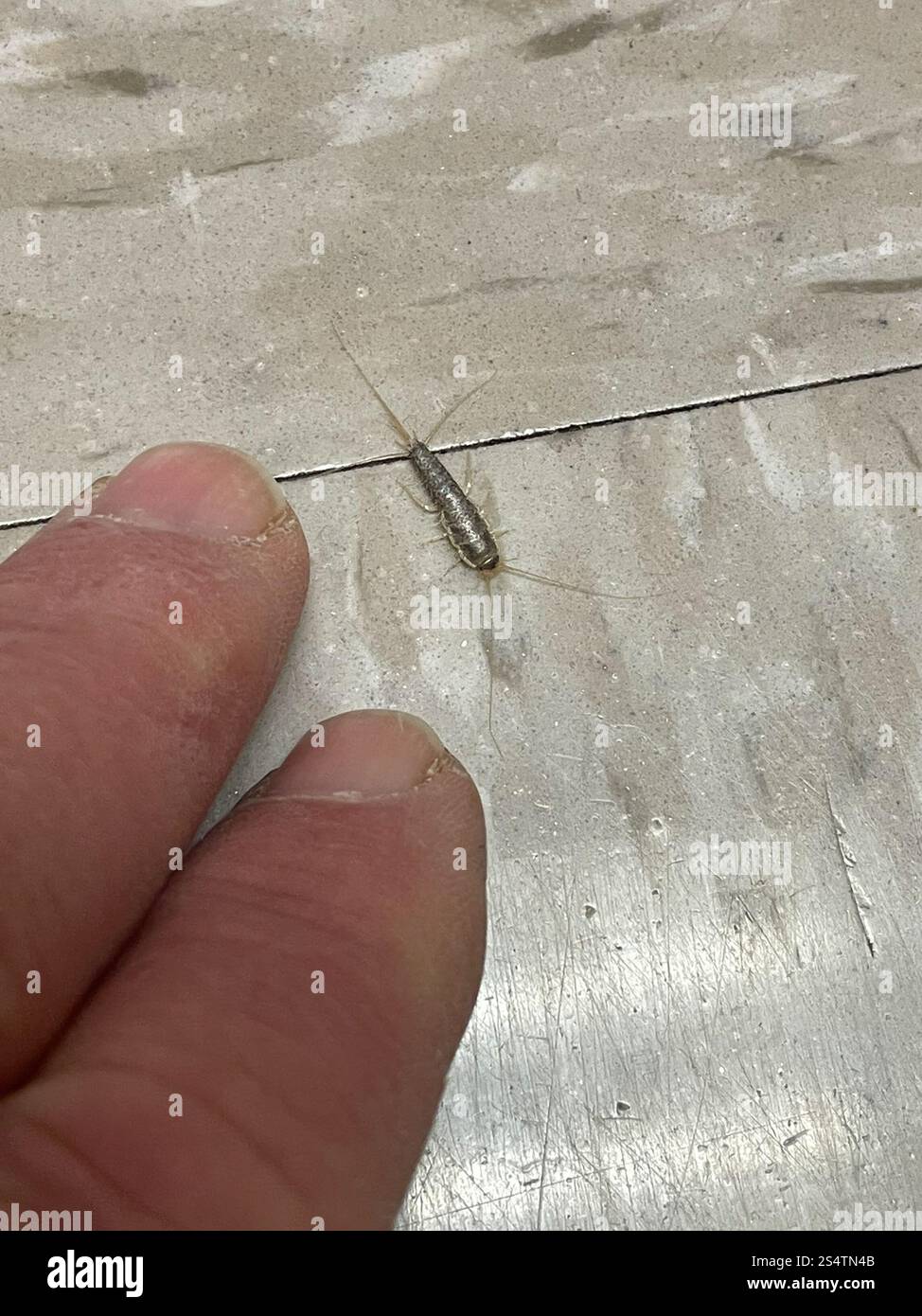 Long-tailed Silverfish (Ctenolepisma longicaudatum Stock Photo - Alamy