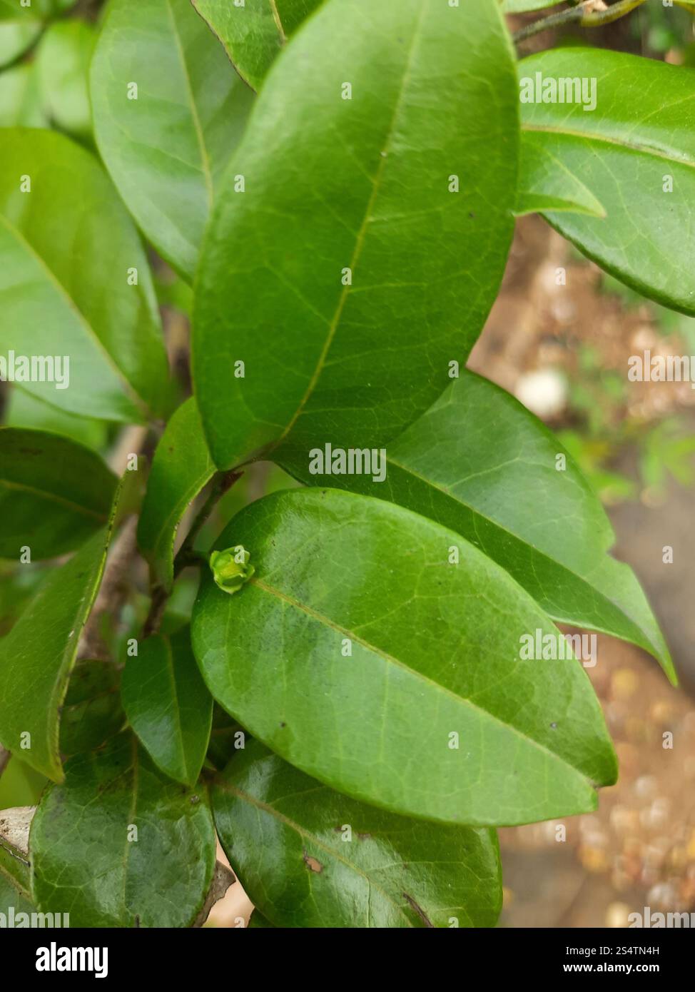 Dunal (Polyalthia korinti Stock Photo - Alamy