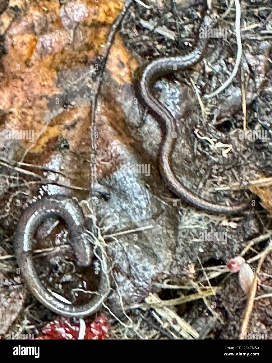 California Slender Salamander (Batrachoseps attenuatus Stock Photo - Alamy