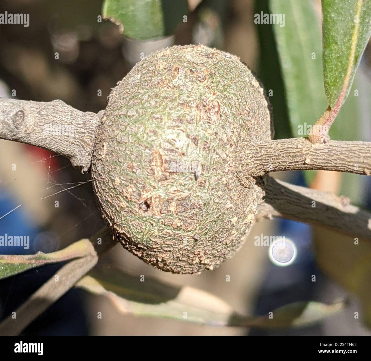 Southern Live Oak Stem Gall Wasp (Callirhytis quercusbatatoides Stock ...