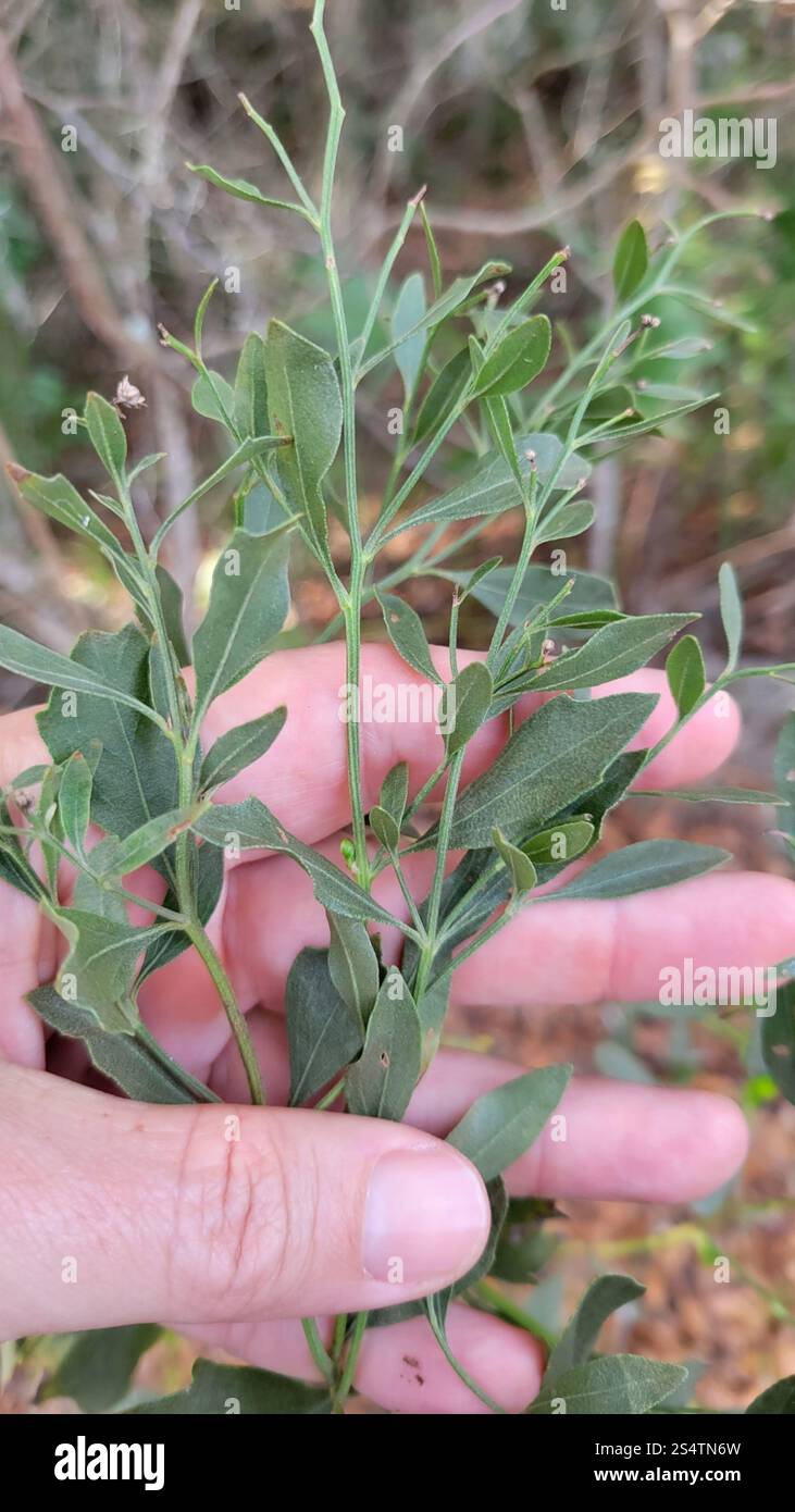 groundsel tree (Baccharis halimifolia Stock Photo - Alamy