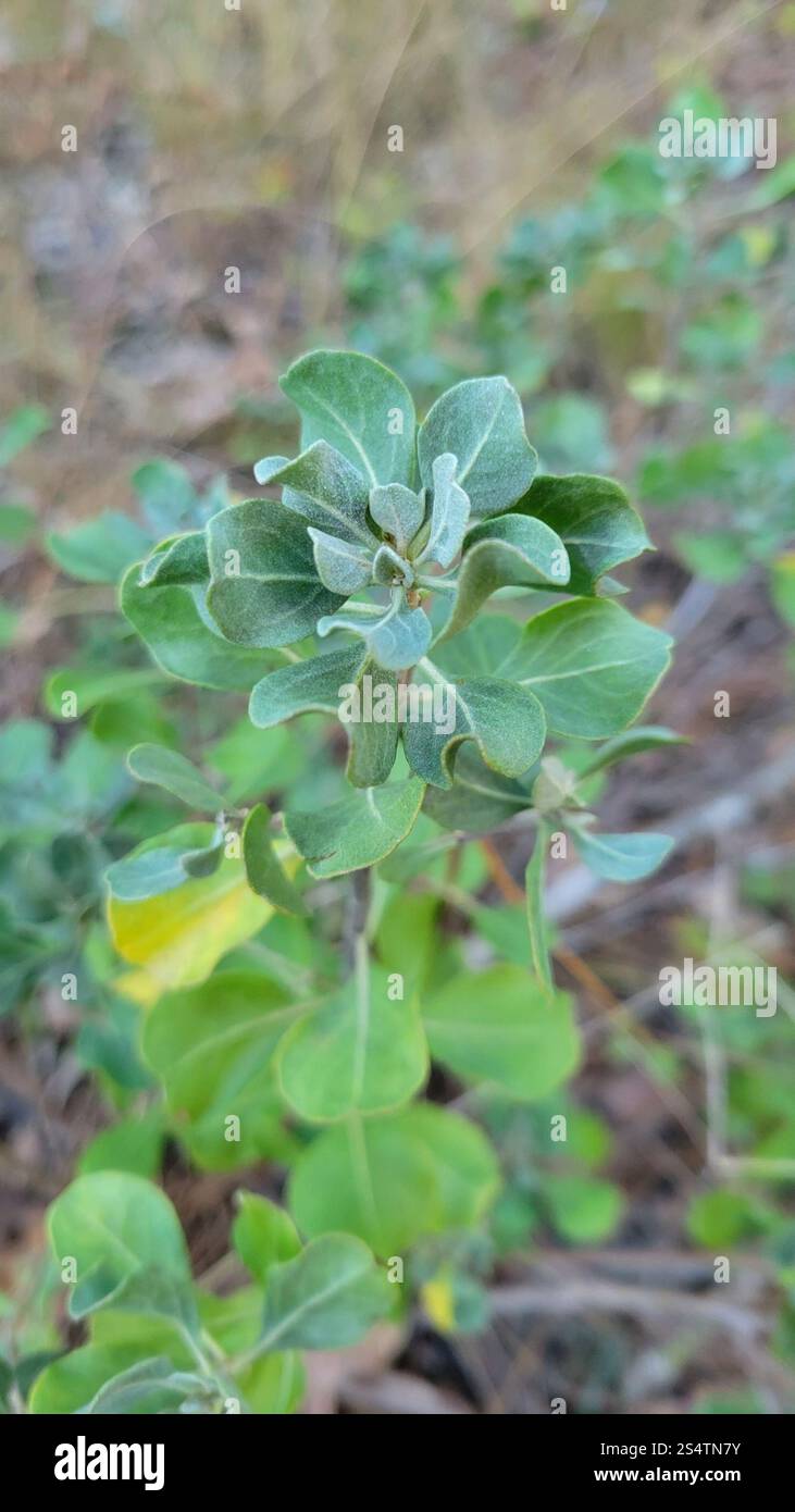 Garberia heterophylla hi-res stock photography and images - Alamy