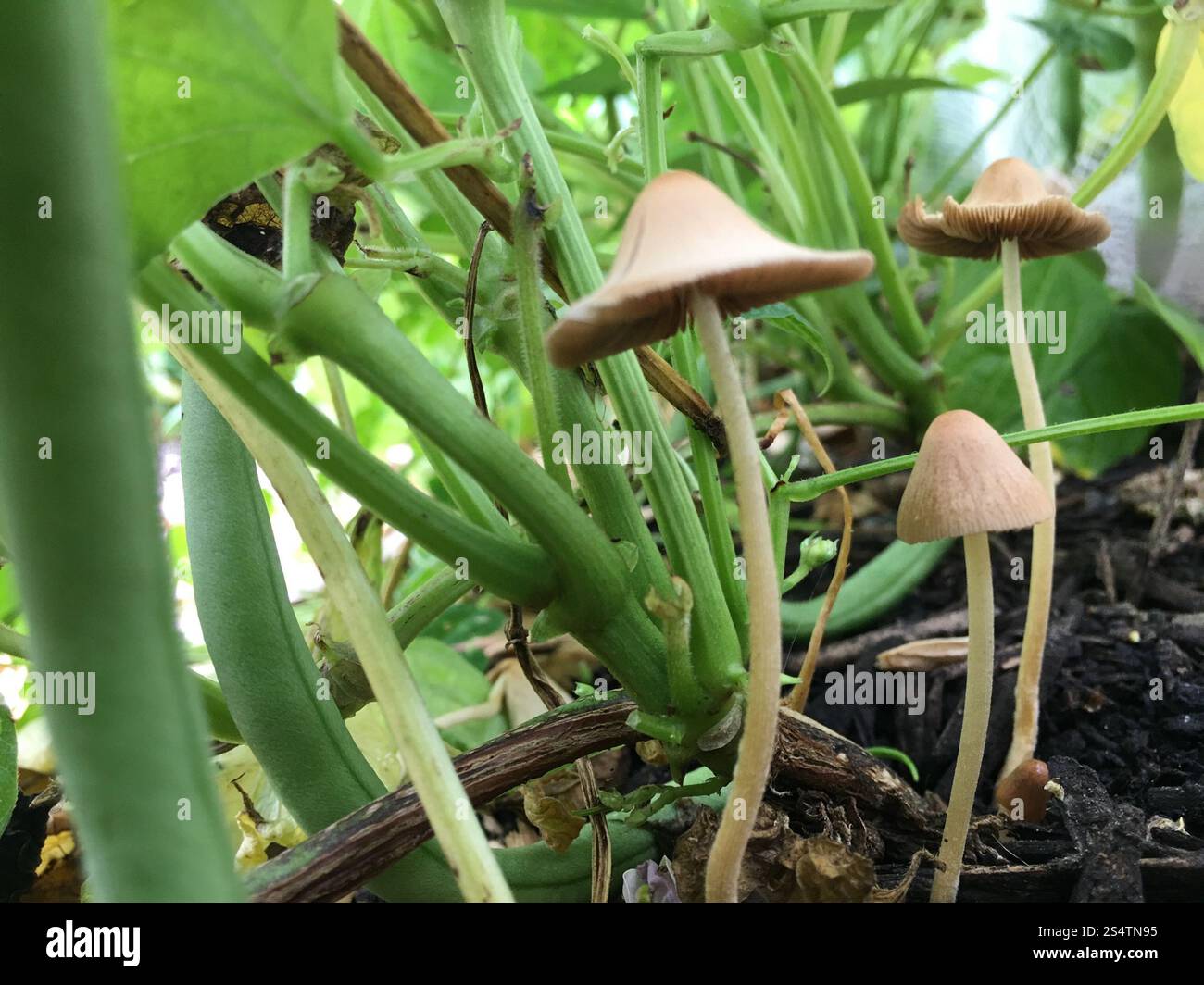 milky conecap (Conocybe apala Stock Photo - Alamy