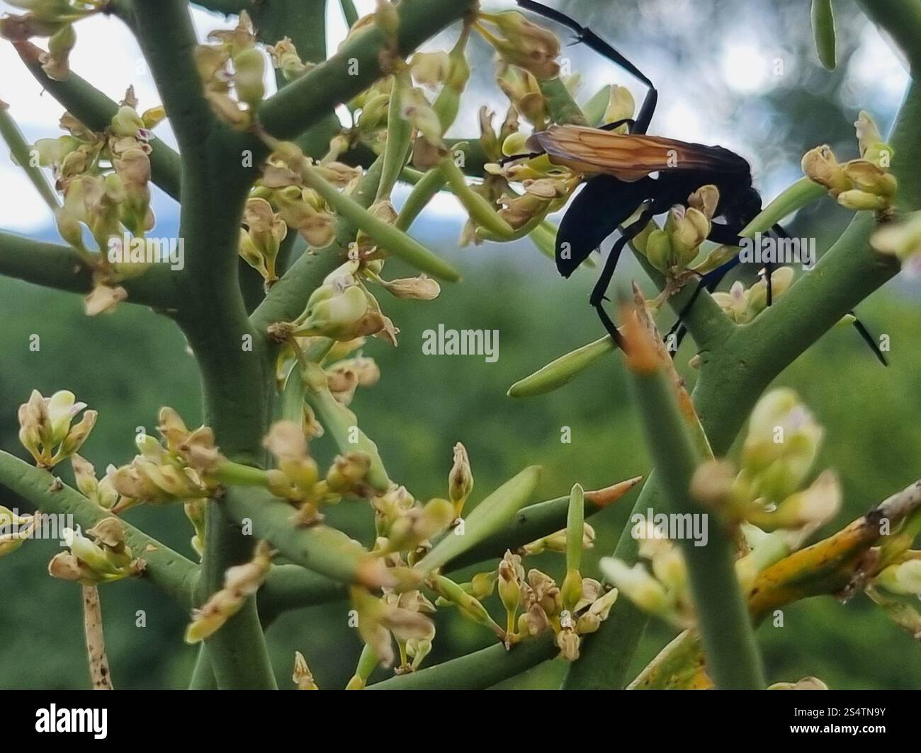 Tarantula-hawk Wasps and Allies (Pepsini Stock Photo - Alamy