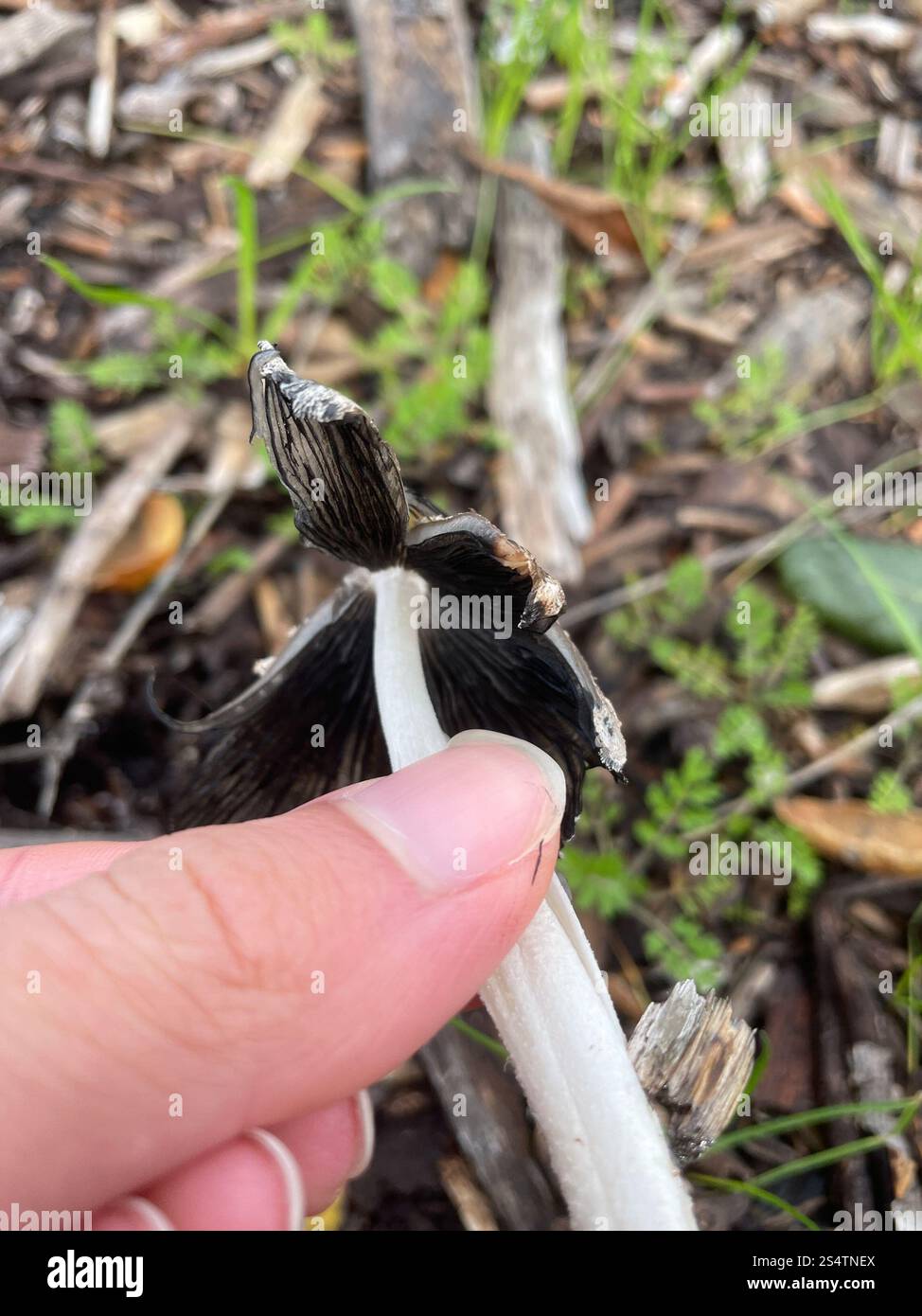 Brittlestems and Allies (Psathyrellaceae Stock Photo - Alamy