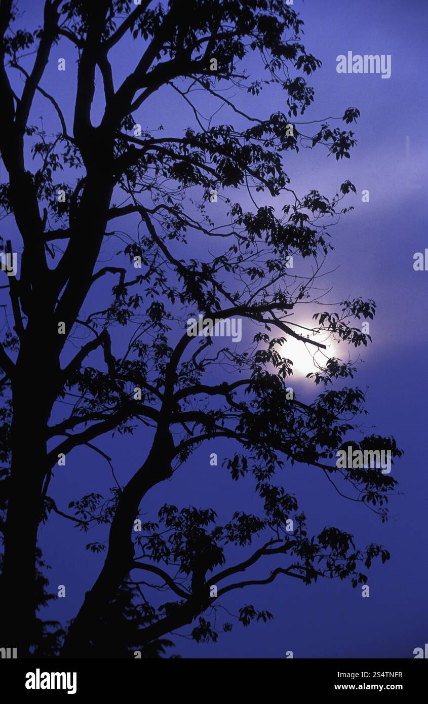 a Japanese parc in the City centre of Tokyo in Japan in Asia Stock ...