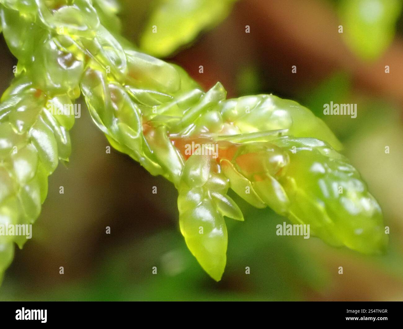 Red-stemmed Feather Moss (Pleurozium schreberi Stock Photo - Alamy