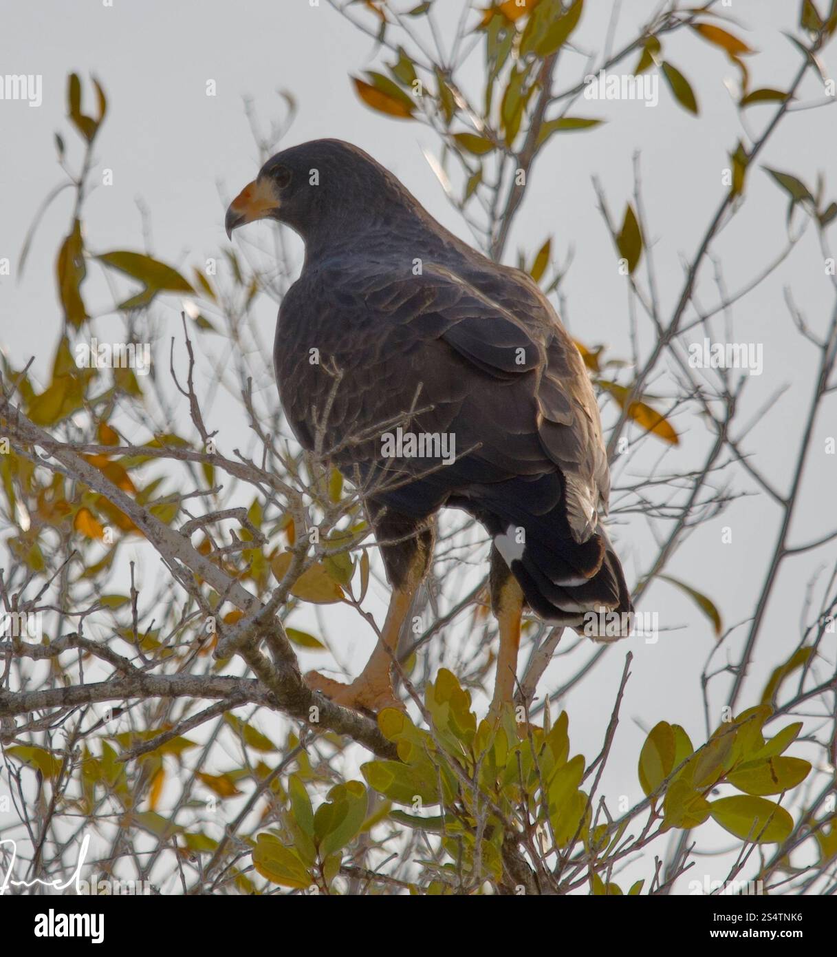 Cuban Black Hawk (Buteogallus gundlachii Stock Photo - Alamy