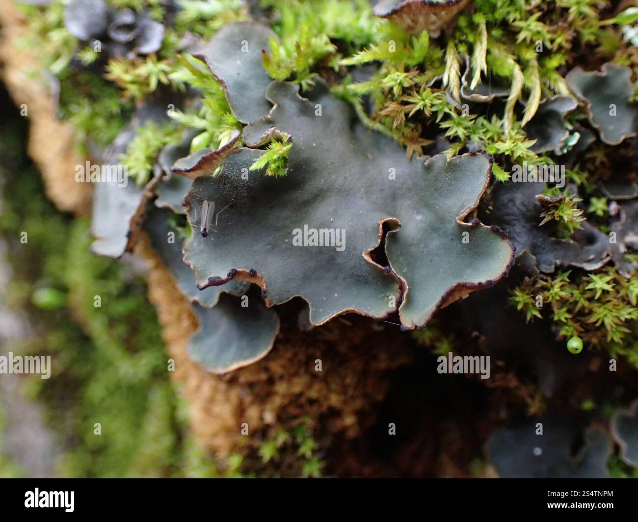 Blacksaddle pelt lichen (Peltigera neckeri Stock Photo - Alamy