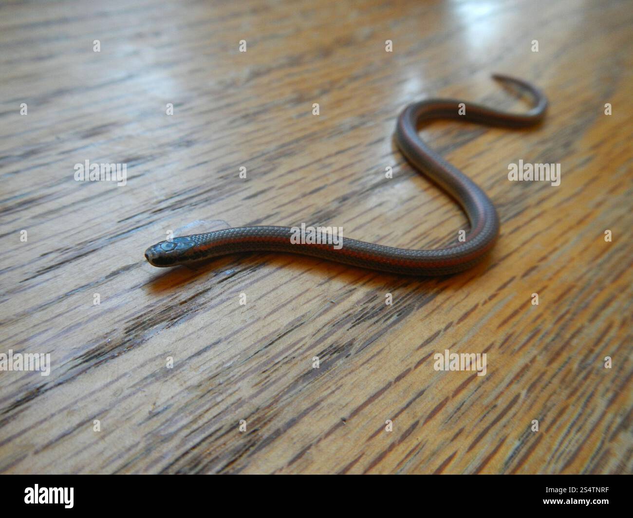 Sharp-tailed Snake (Contia tenuis Stock Photo - Alamy