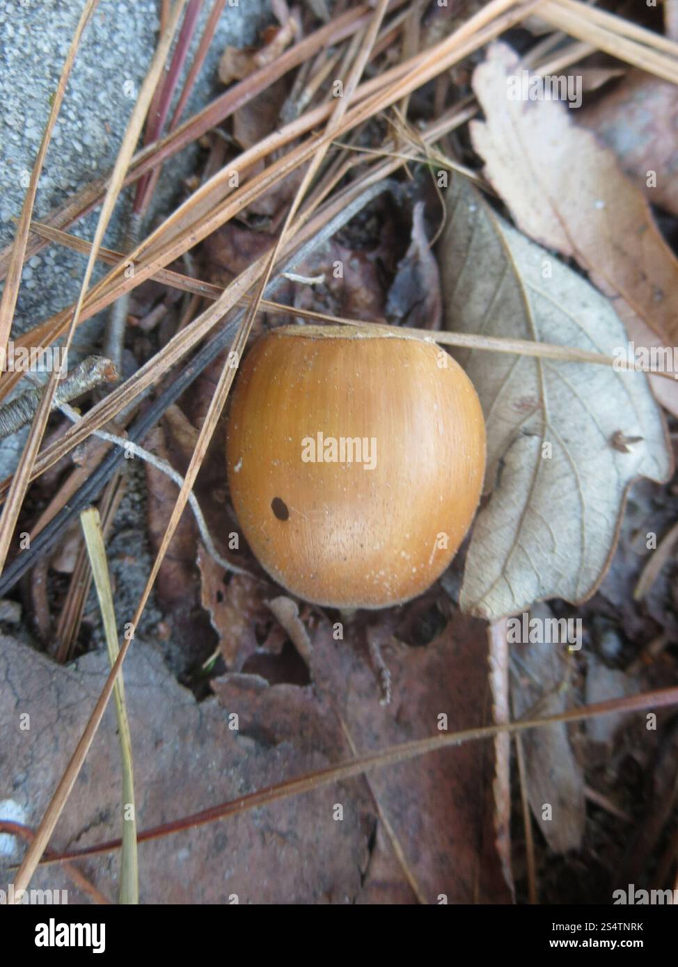 Nut and Acorn Weevils (Curculio Stock Photo - Alamy