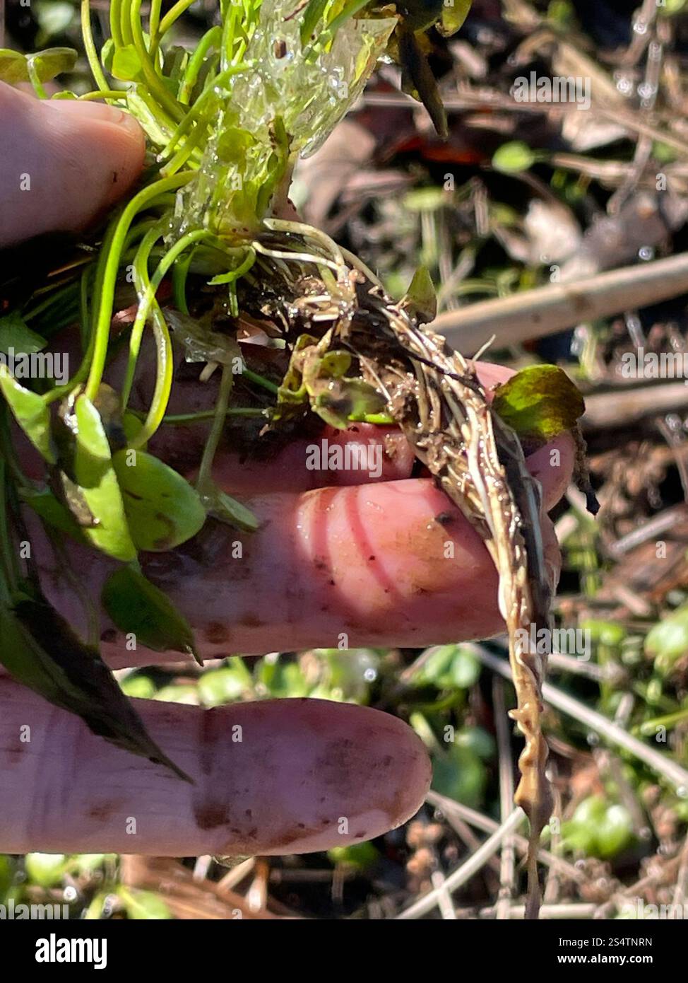 low spearwort (Ranunculus pusillus Stock Photo - Alamy