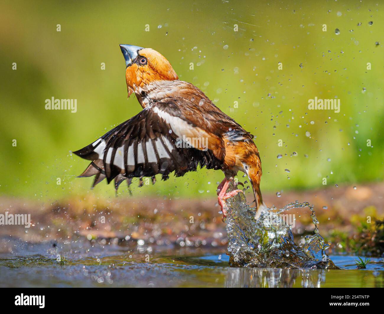 Flying Hawfinch Taking Off After Bath with Splashing Water Stock Photo ...
