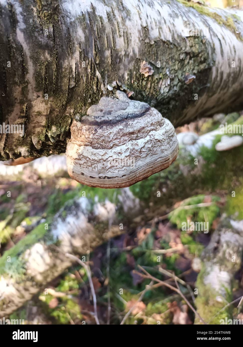 Hoof Fungus (Fomes fomentarius Stock Photo - Alamy