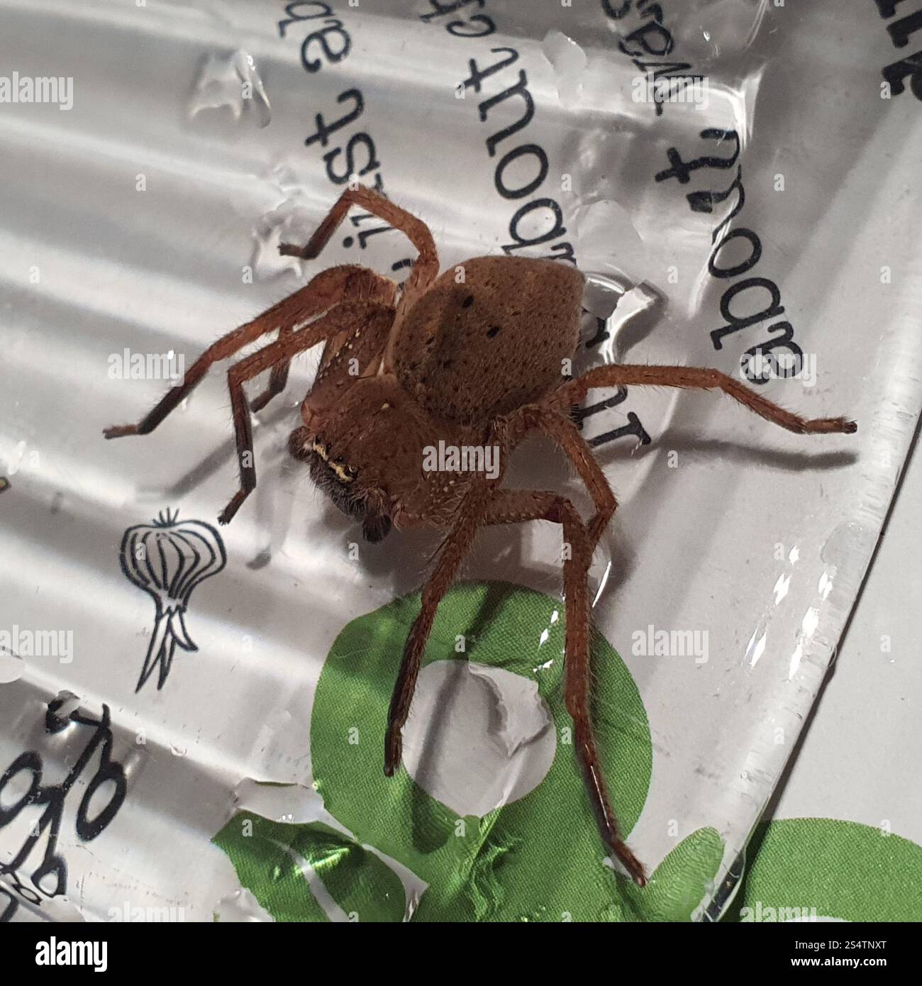 Badge Huntsman Spider (Neosparassus diana Stock Photo - Alamy