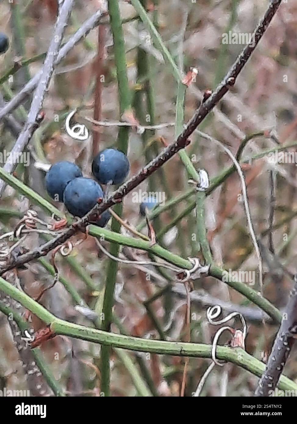 roundleaf greenbrier (Smilax rotundifolia Stock Photo - Alamy