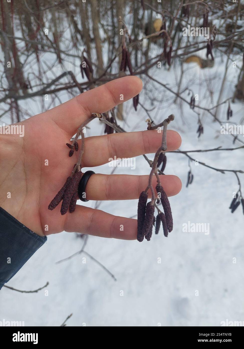 swamp alder (Alnus incana rugosa Stock Photo - Alamy