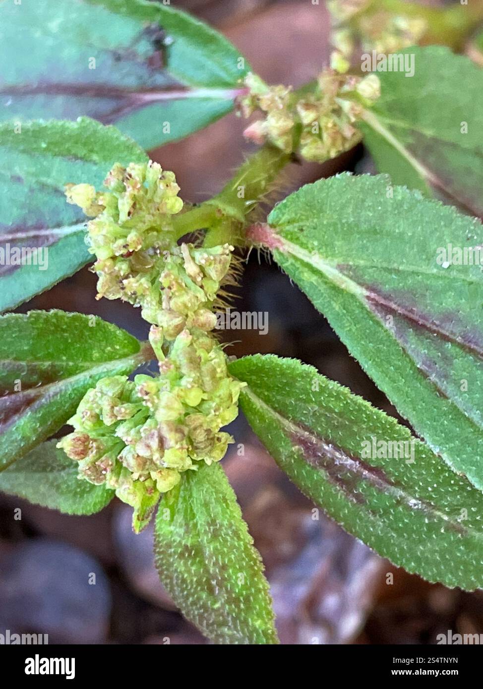 Asthma plant (Euphorbia hirta Stock Photo - Alamy