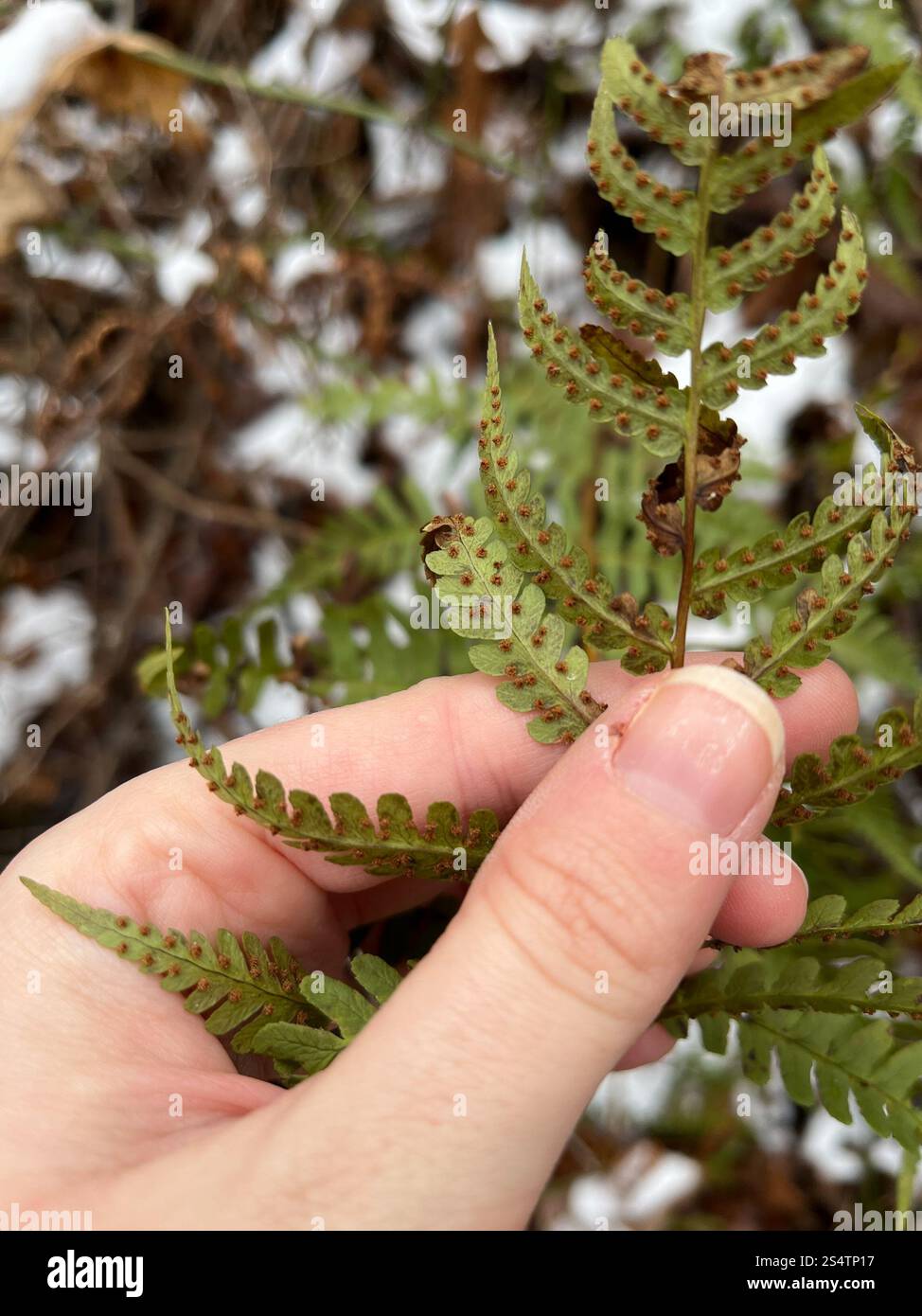 marginal wood fern (Dryopteris marginalis Stock Photo - Alamy