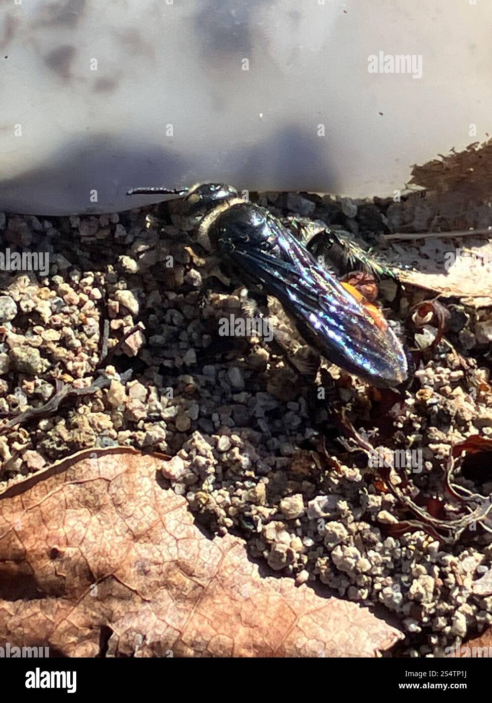 Caribbean scoliid wasp (Dielis dorsata Stock Photo - Alamy