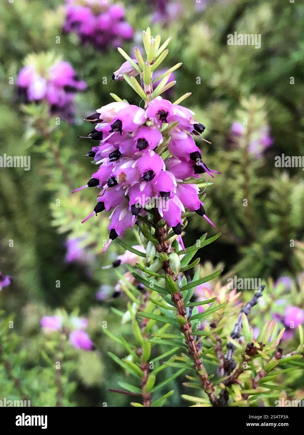 Spring Heath (Erica carnea Stock Photo - Alamy