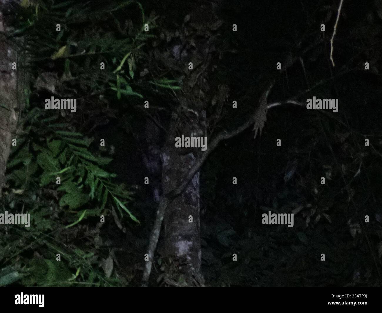 candle vine (Pothos longipes Stock Photo - Alamy