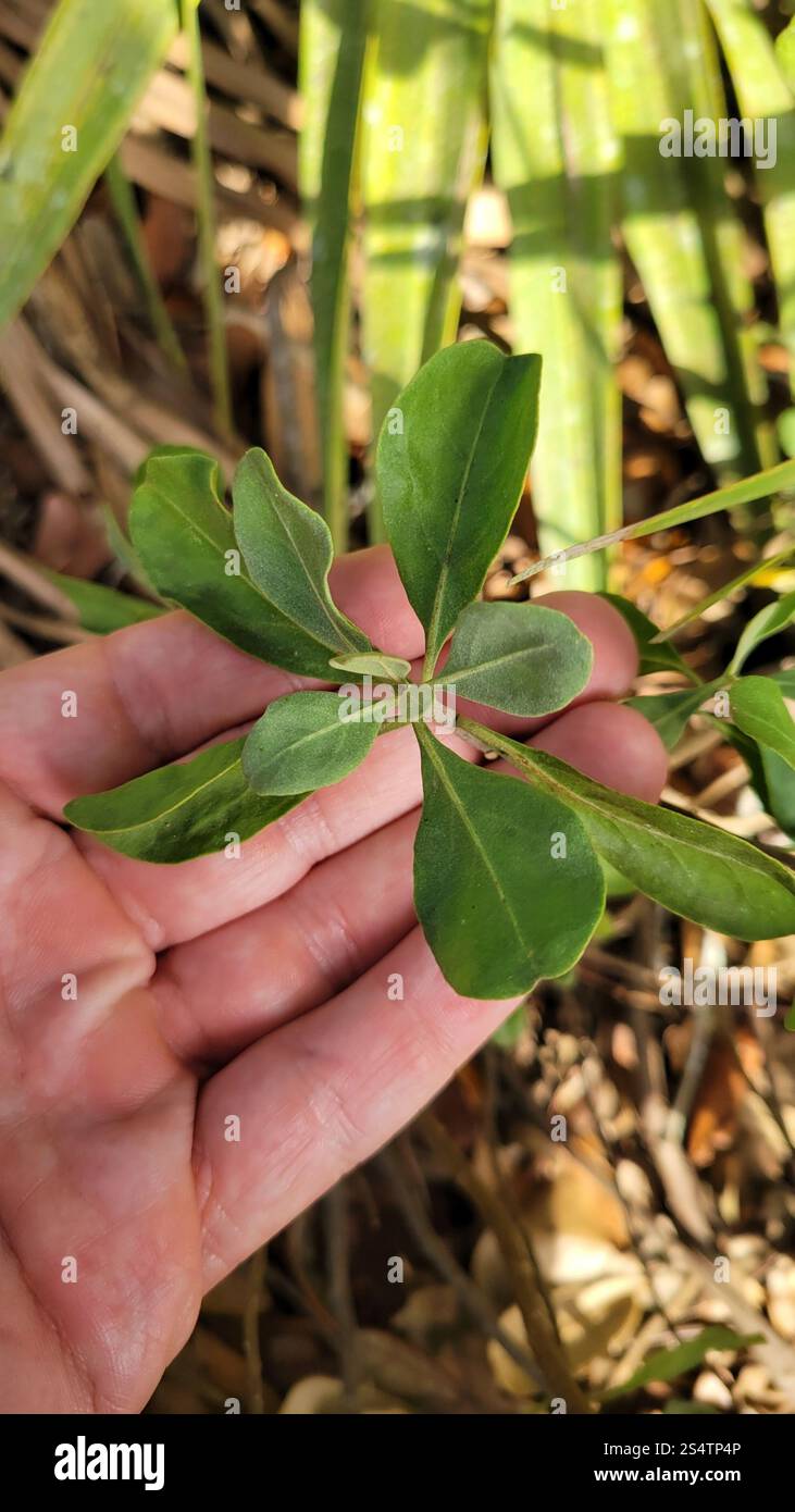 garberia (Garberia heterophylla Stock Photo - Alamy