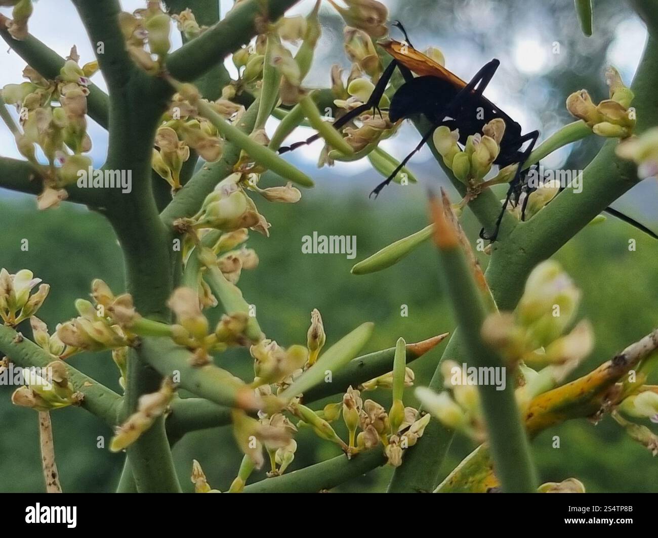Tarantula-hawk Wasps and Allies (Pepsini Stock Photo - Alamy