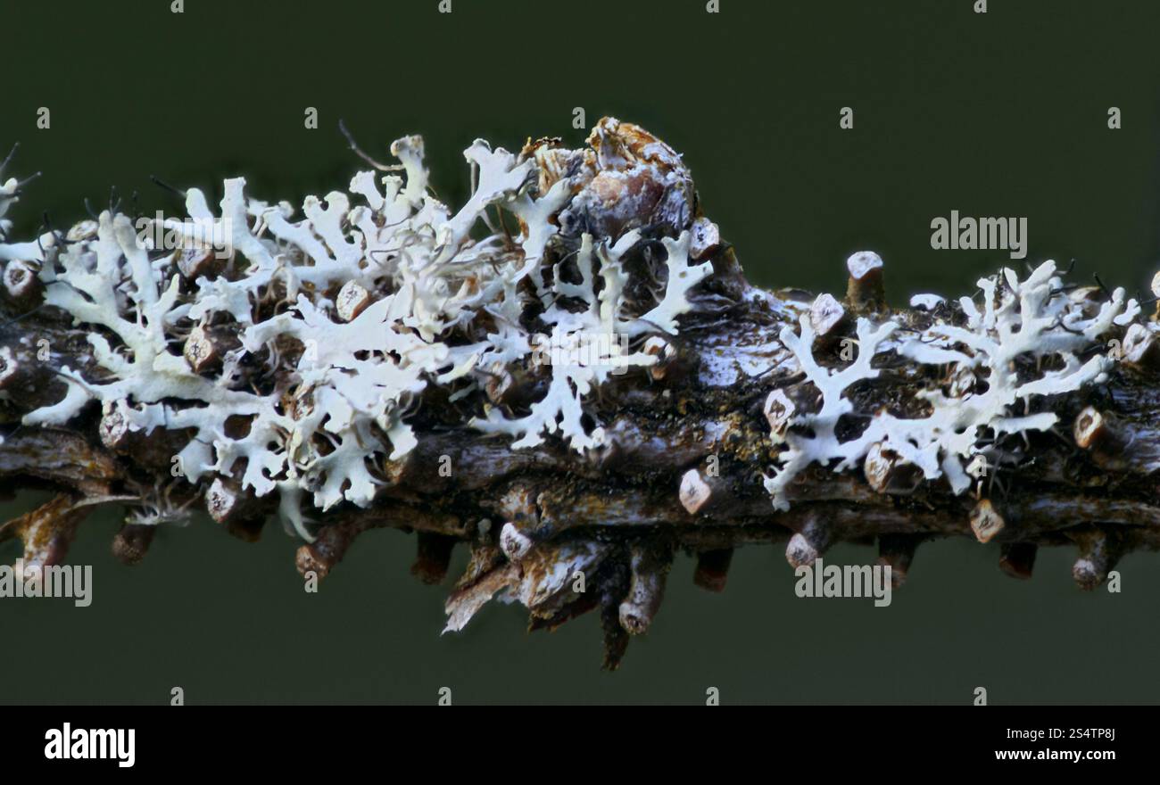 Fringed Rosette Lichen (Physcia tenella Stock Photo - Alamy