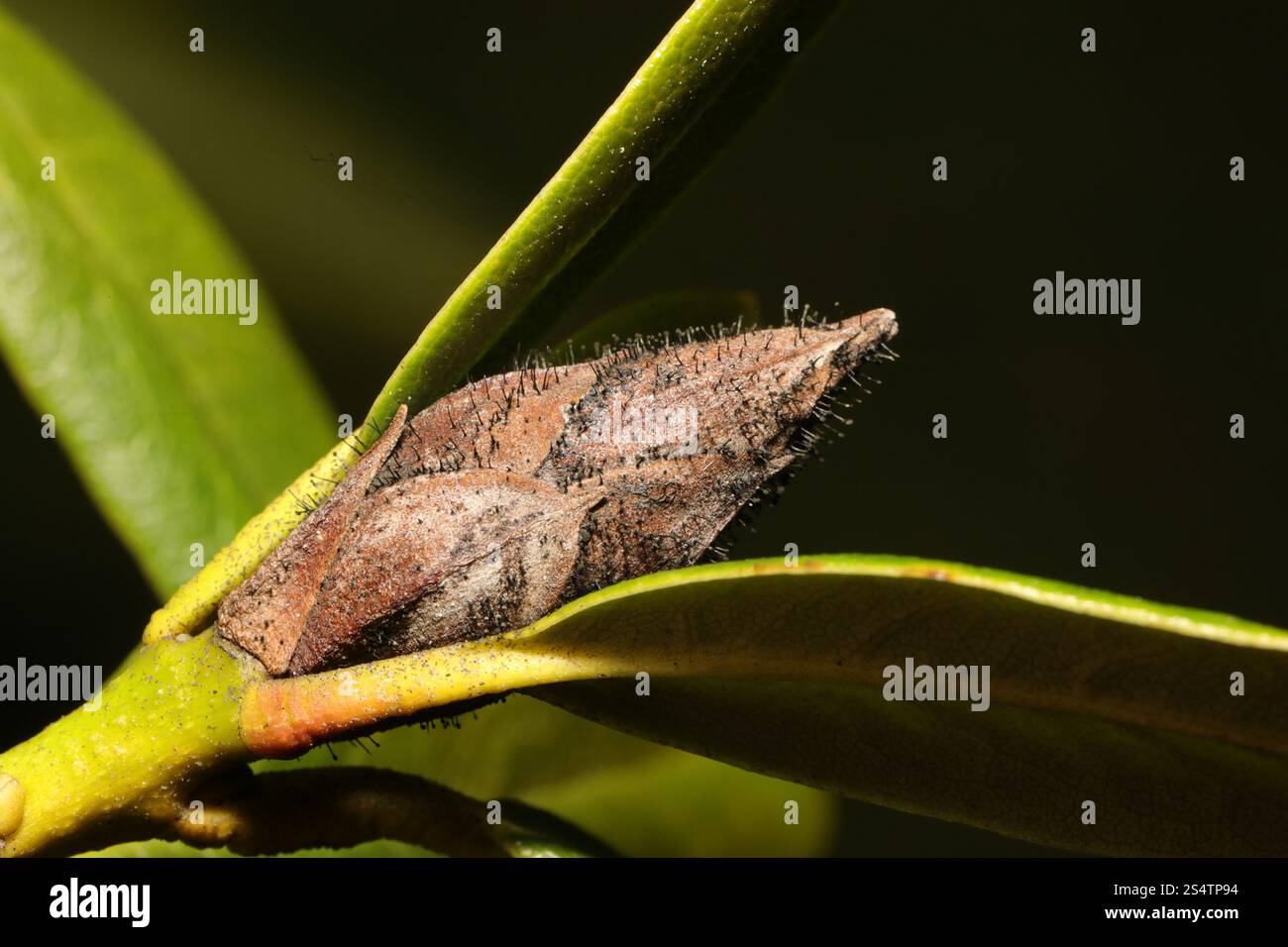 Rhododendron Blight (Seifertia azaleae Stock Photo - Alamy