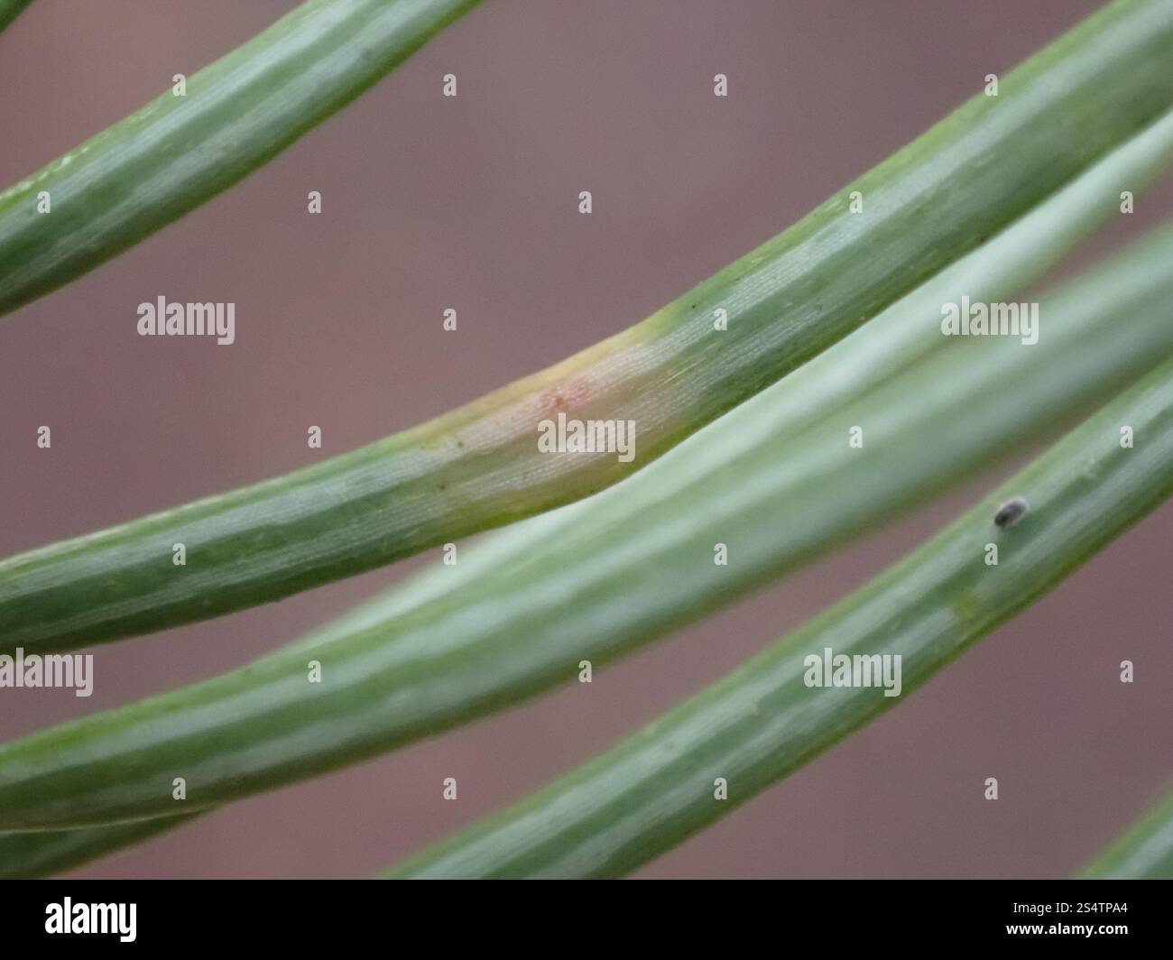 Douglas-Fir Needle Midge (Contarinia pseudotsugae Stock Photo - Alamy