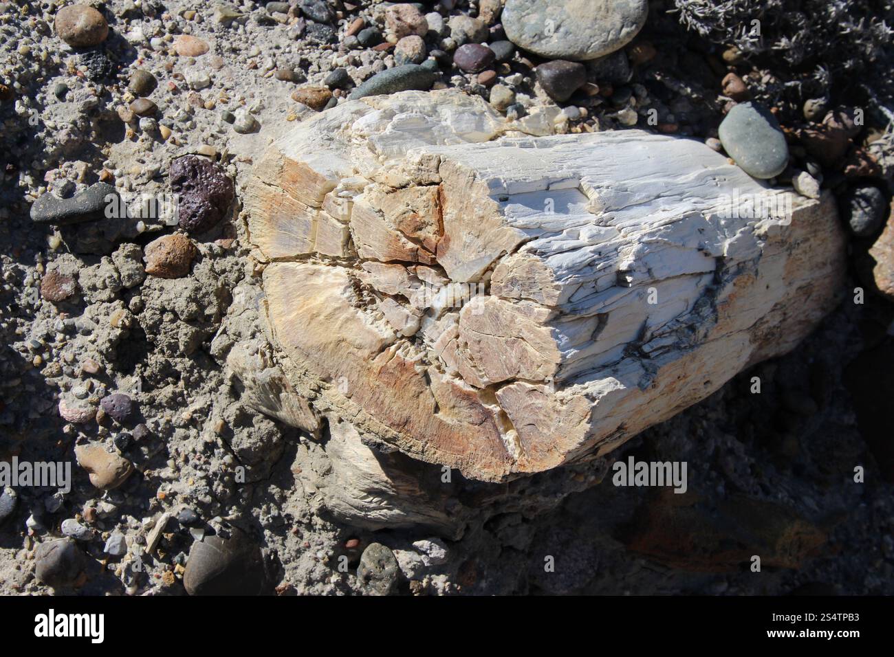 front view of a petrified tree from Jaramillo National Park, Argentina ...