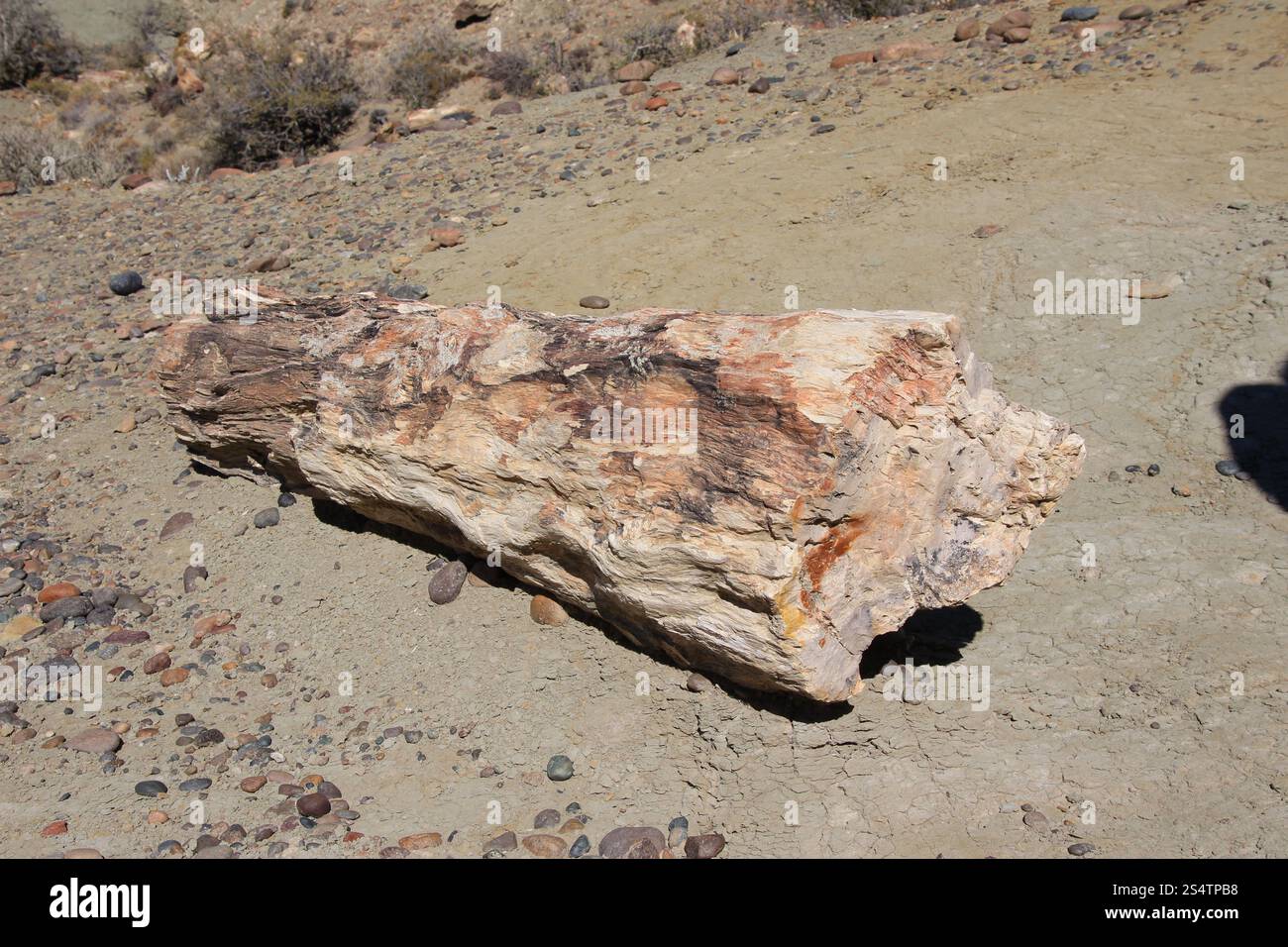 side view of a petrified tree from Jaramillo National Park, Argentina ...