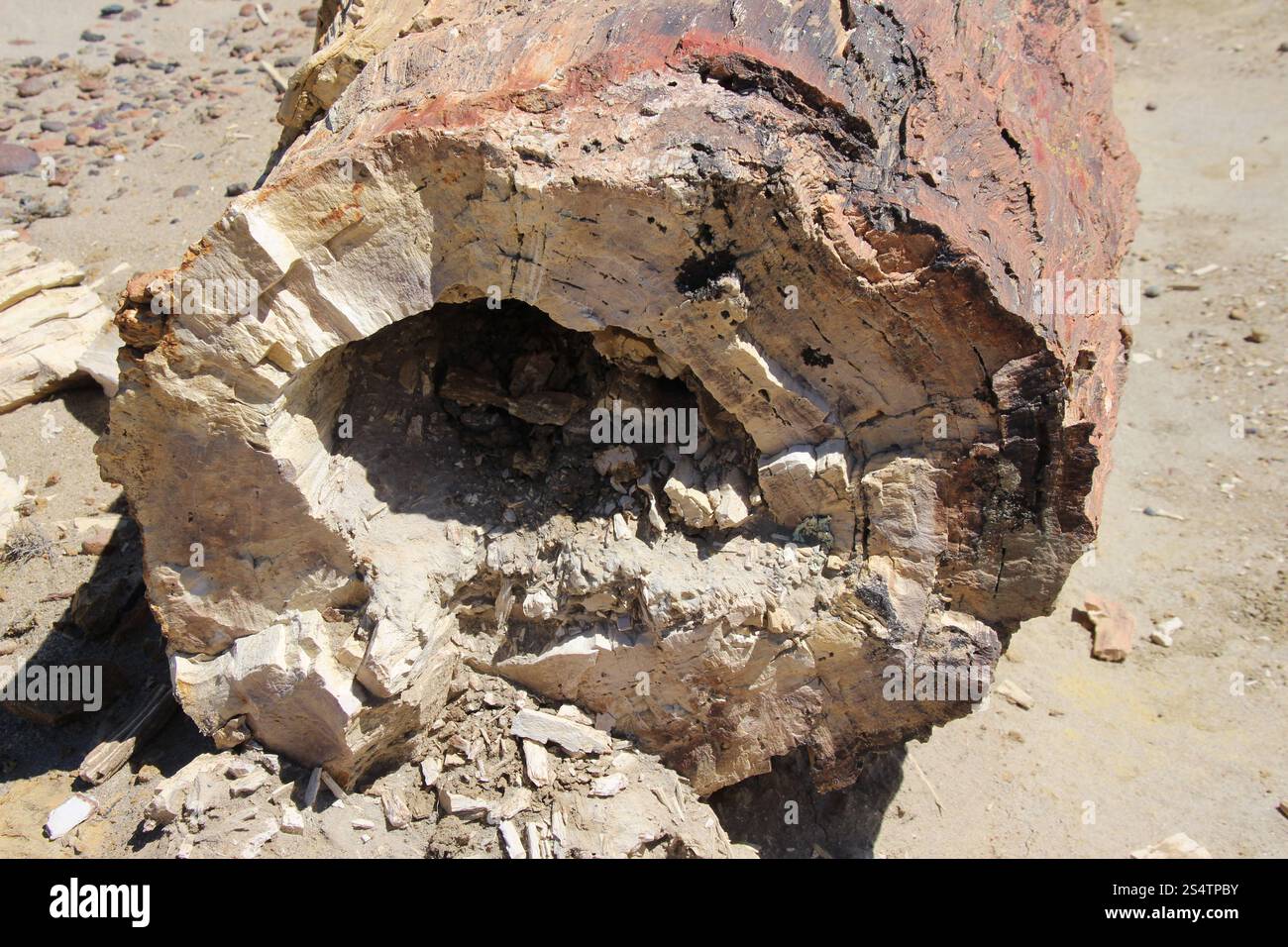 front view of a petrified tree from Jaramillo National Park, Argentina ...
